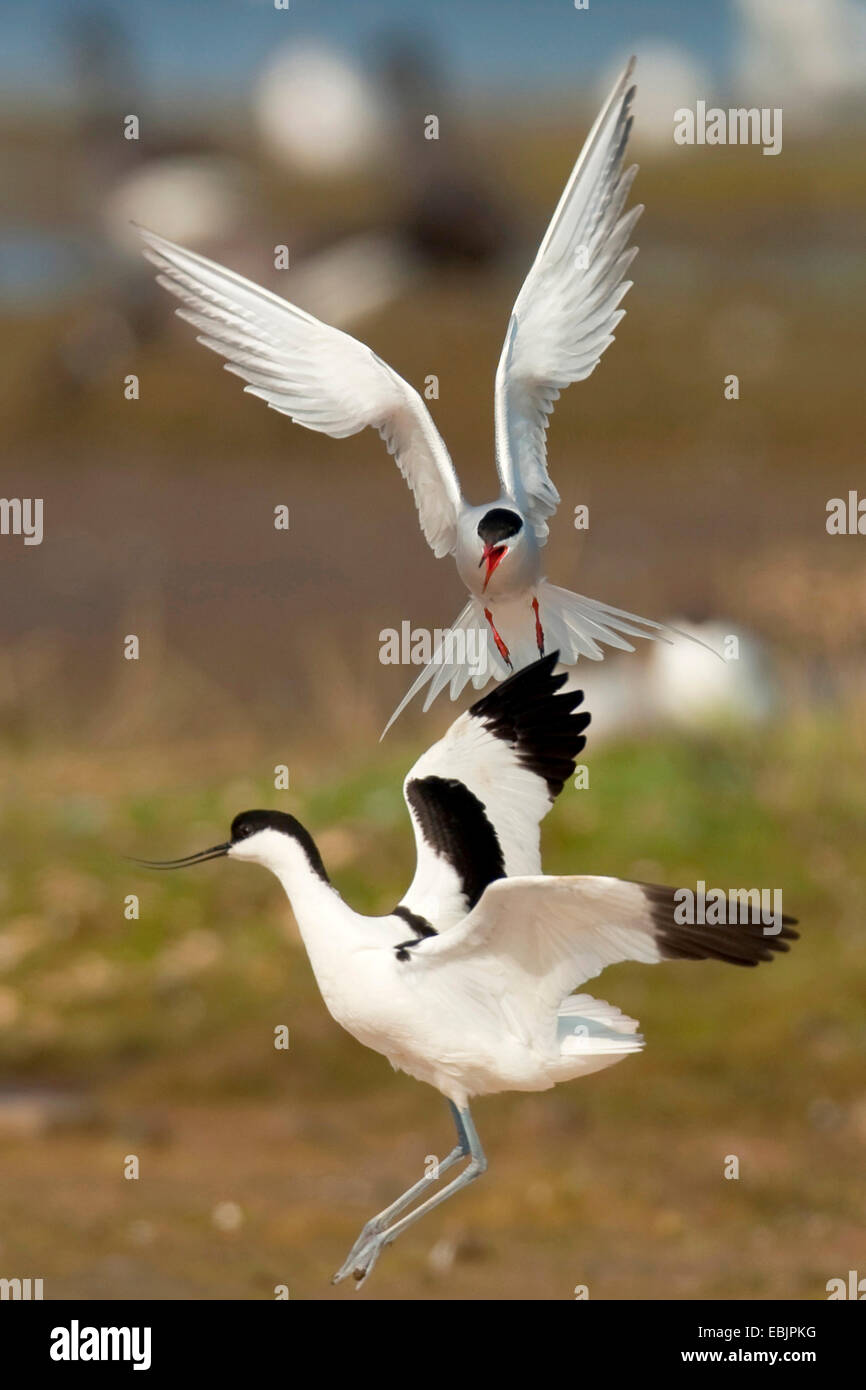 pied avocet (Recurvirostra avosetta), pied avocet and common tern in a ...