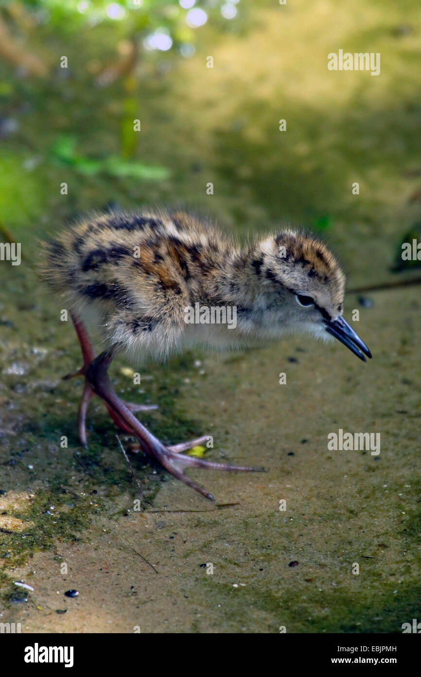 Sandpiper chicks hi-res stock photography and images - Alamy