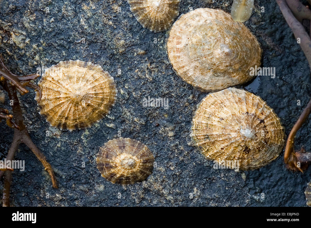 common limpet, common European limpet (Patella vulgata), on a rock ...