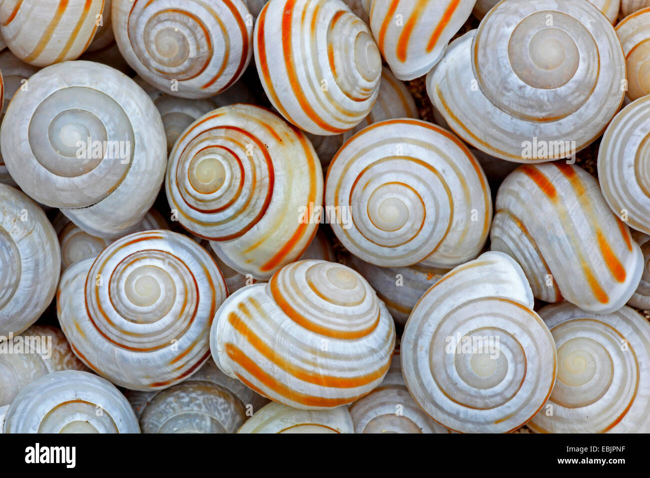 Helical Shells High Resolution Stock Photography and Images - Alamy