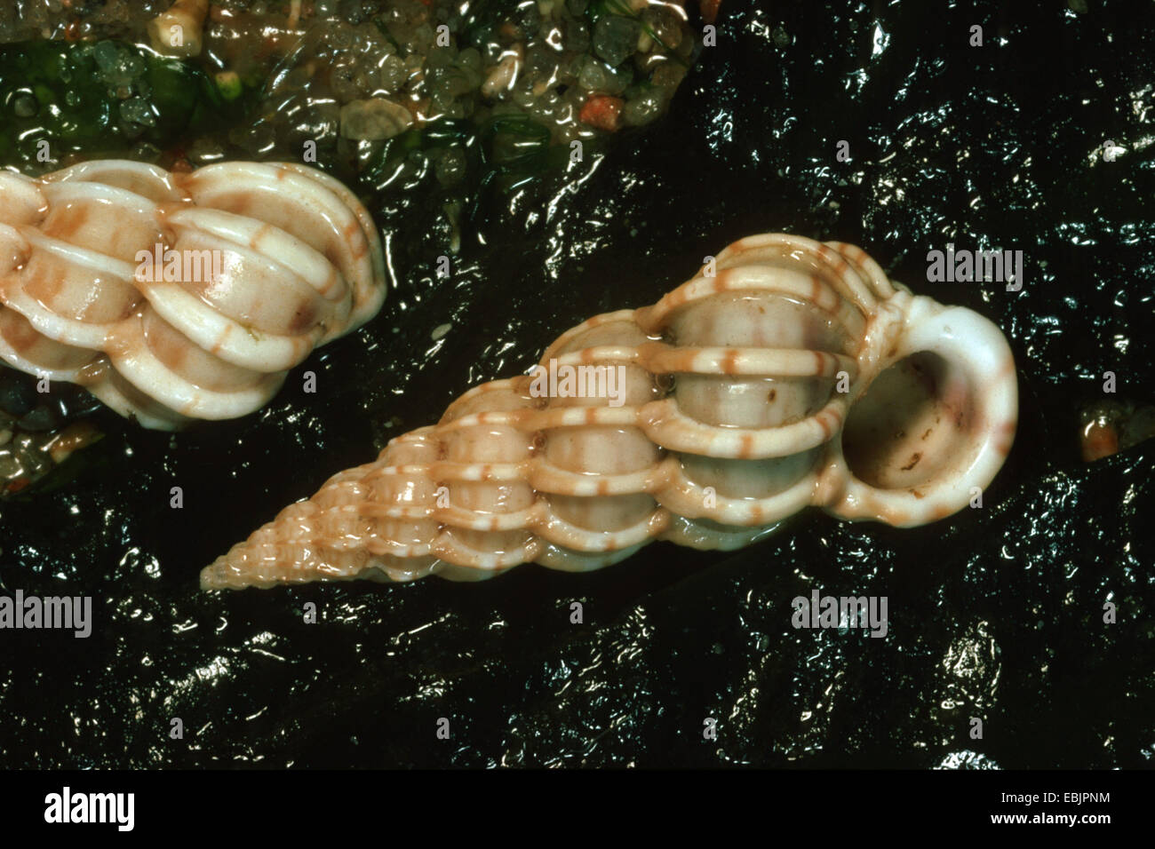 False wentletrap, European Wentletrap, Common Wentletrap (Epitonium ...