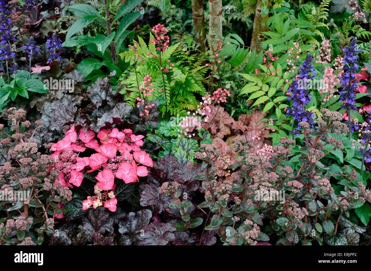 Detail of the planted border with mixed planting including Heuchera and ...