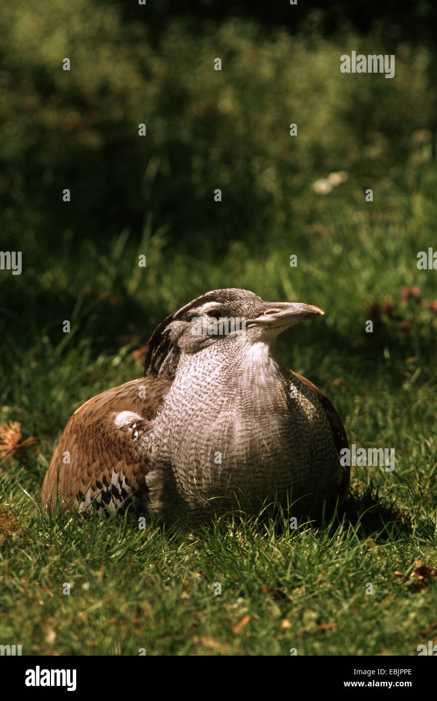 kori bustard (Ardeotis kori), resting in a meadow Stock Photo - Alamy