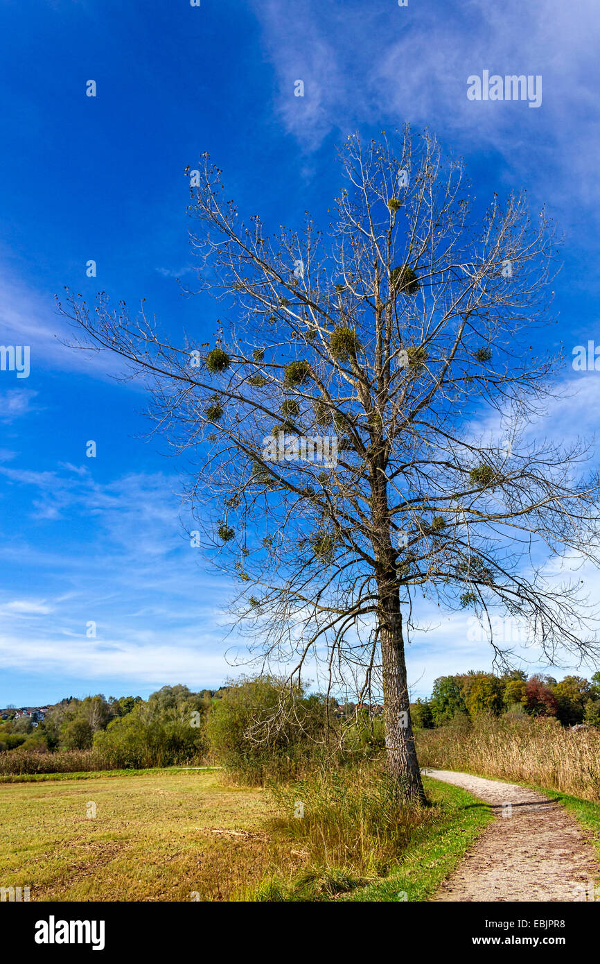 Mistletoe (Viscum album) on Poplar tree (Populus spec.), Chiemgau ...