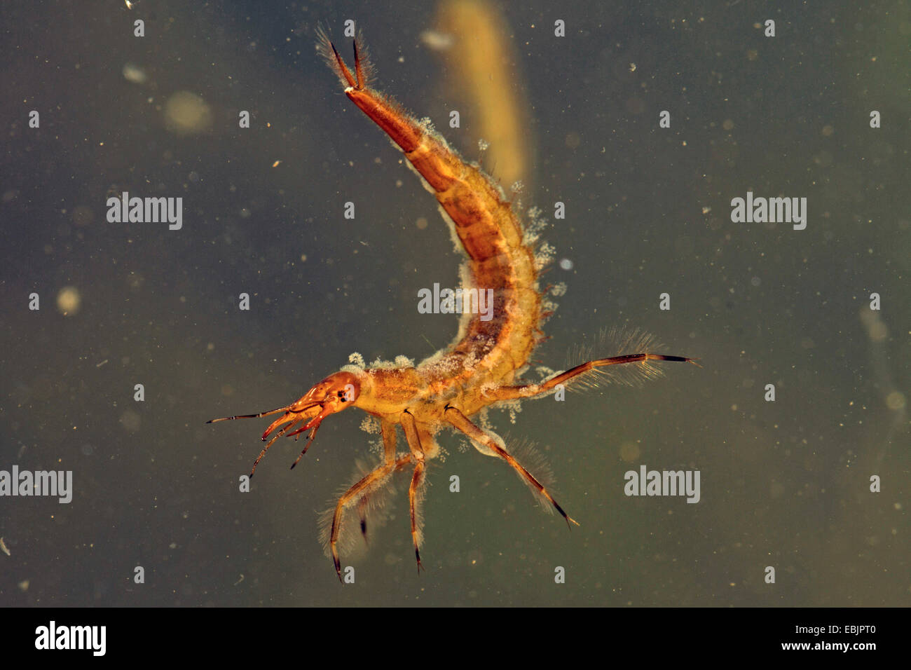 great diving beetle (Dytiscus marginalis), larva, settled by ciliata ...