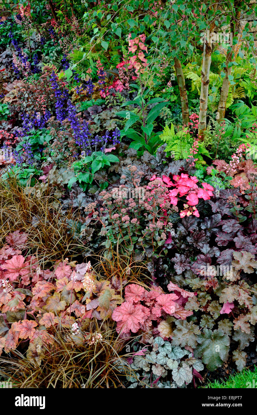 Detail of the planted border with mixed planting including Heuchera and ...