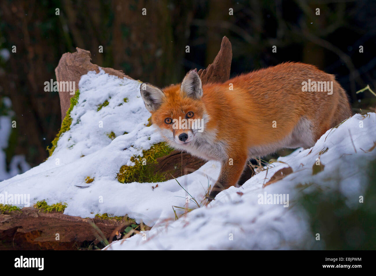Snow on tree roots hi-res stock photography and images - Alamy