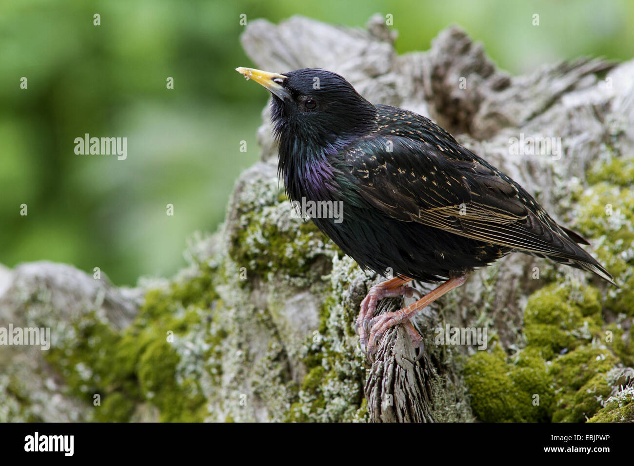 common starling (Sturnus vulgaris), sitting on a tree root, Germany ...