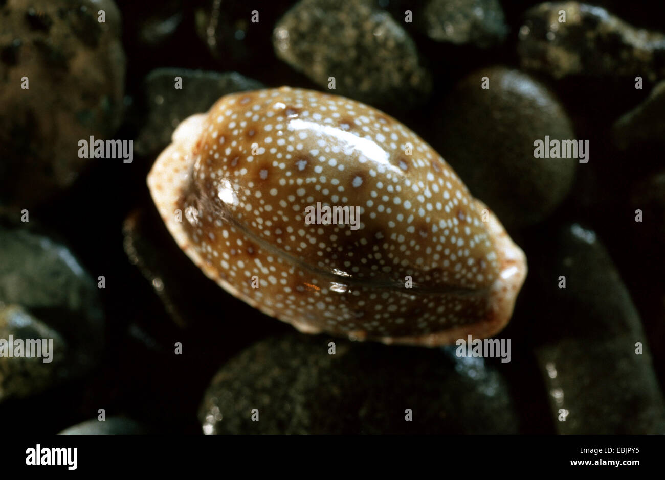 Gnawed cowry, eroded cowry (Cypraea erosa, Erosaria erosa), in the ...
