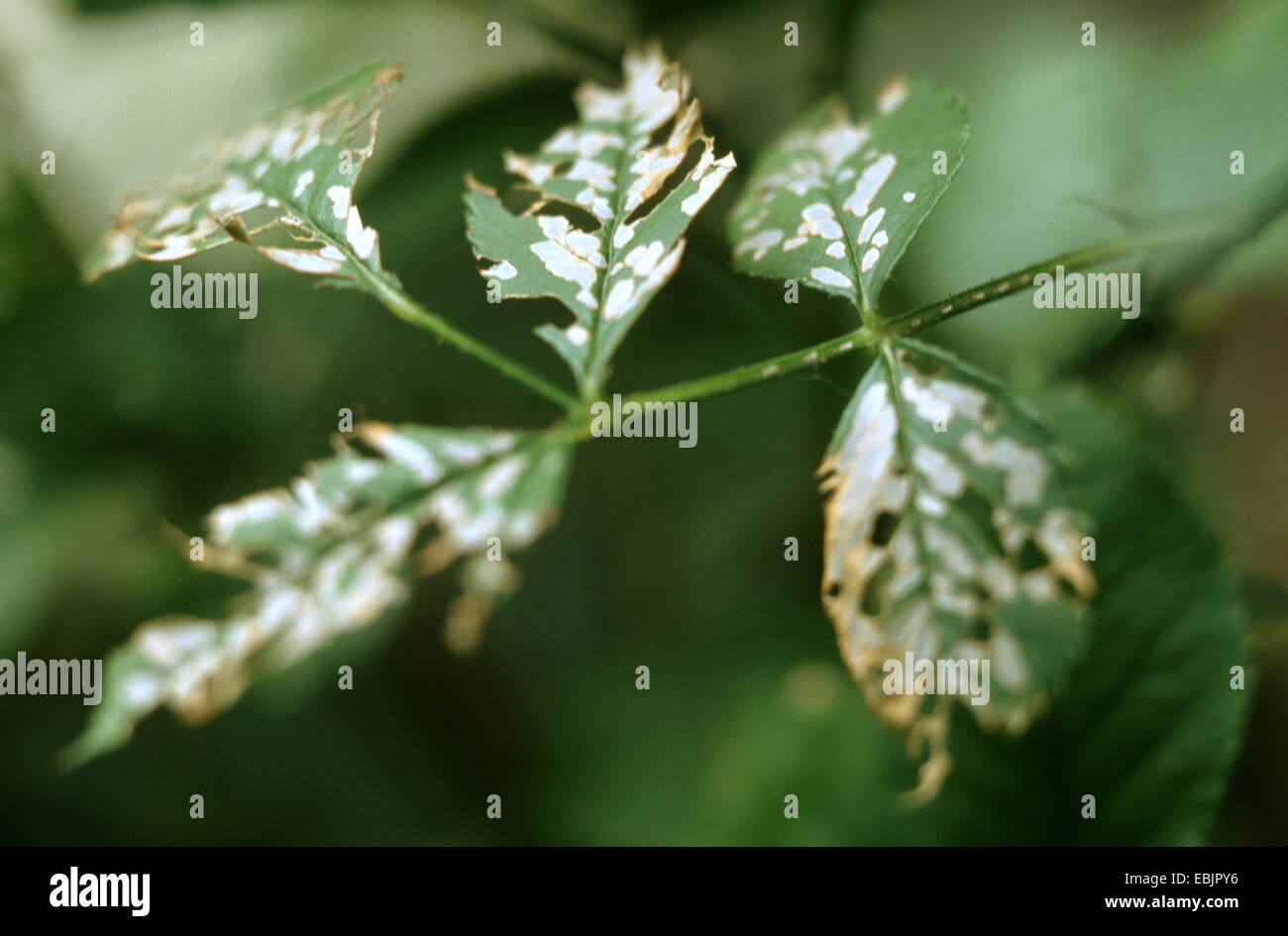 Rose sawfly caliroa aethiops hi-res stock photography and images - Alamy