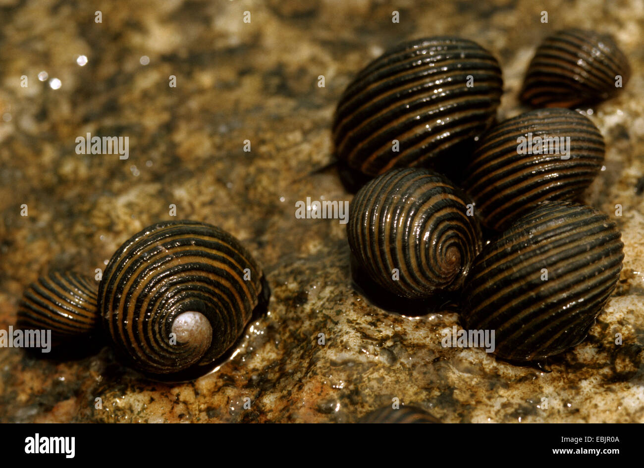 Neritidae hi-res stock photography and images - Alamy