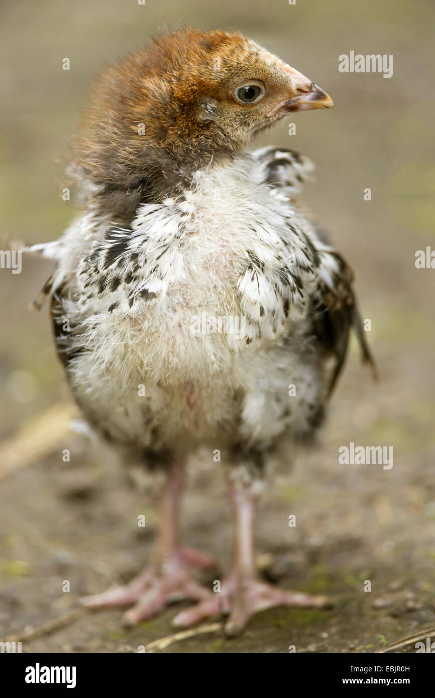 Young chicks hens few hi-res stock photography and images - Alamy
