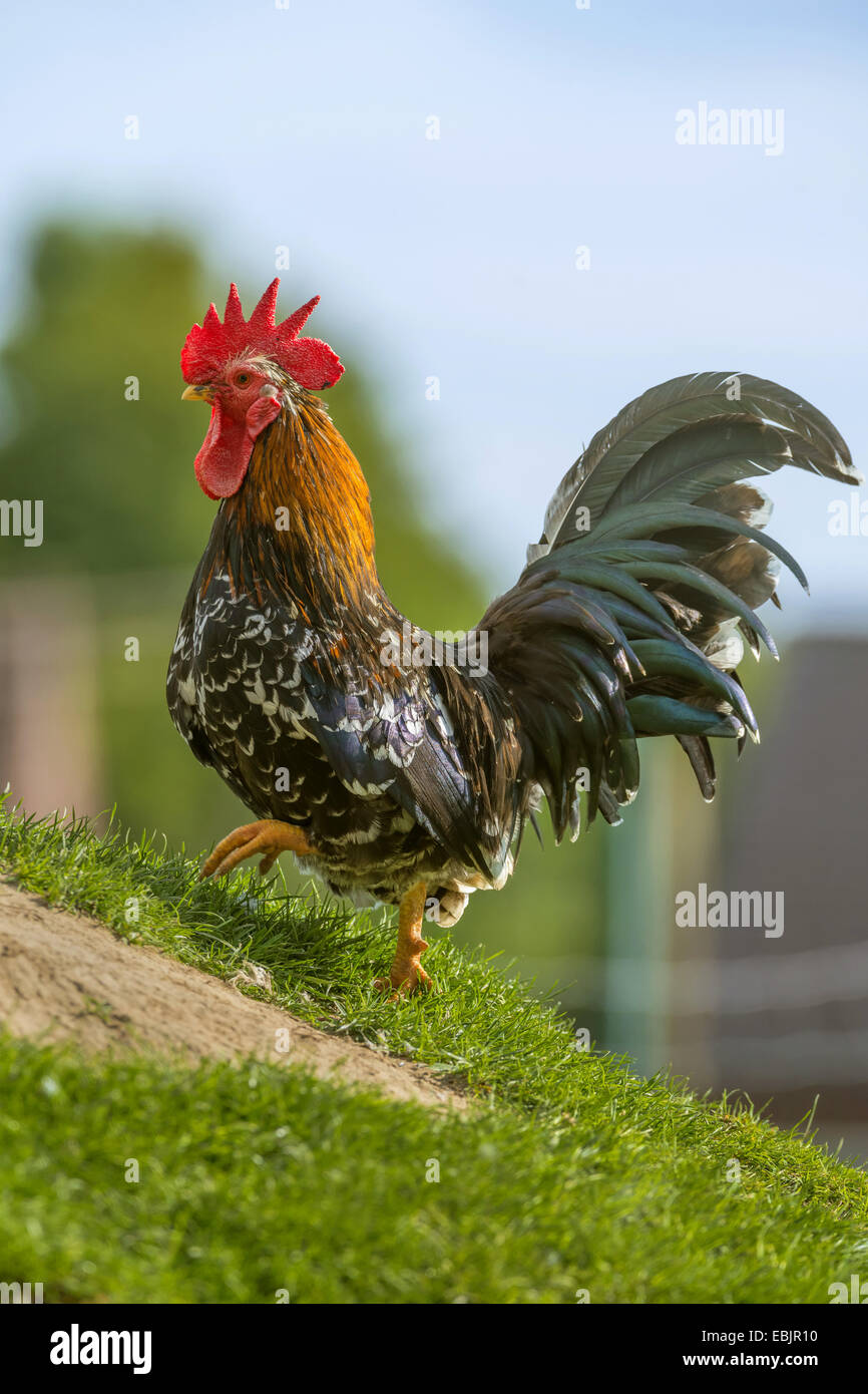 bantam (Gallus gallus f. domestica), Chabo cock climbing up a slope ...