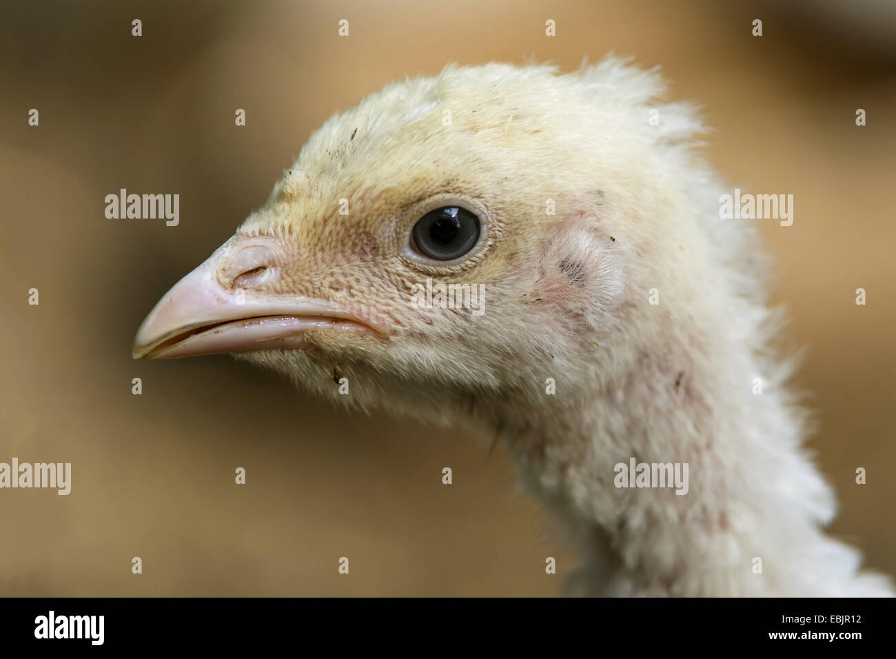 common turkey (Meleagris gallopavo), portrait of an a few days old ...