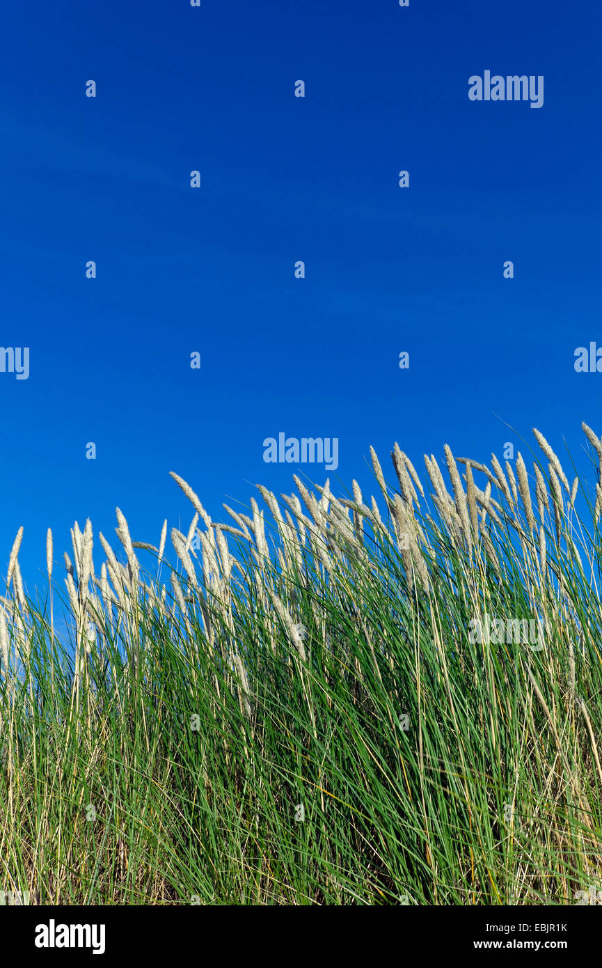 Sea sand reed ammophila arenaria hi-res stock photography and images ...