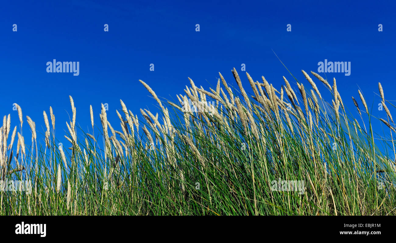 beach grass, European beachgrass, marram grass, psamma, sea sand-reed ...