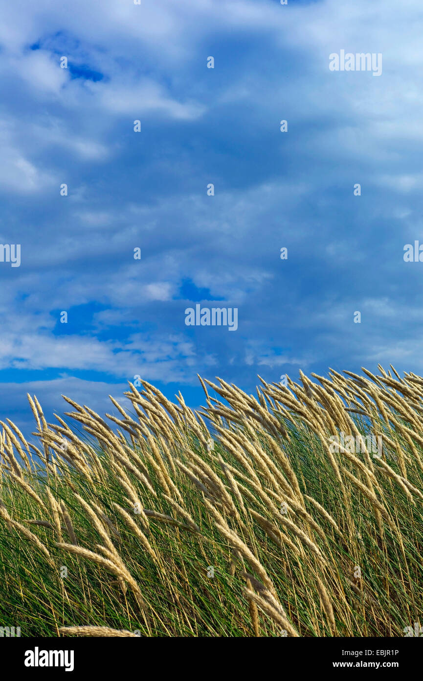 beach grass, European beachgrass, marram grass, psamma, sea sand-reed ...