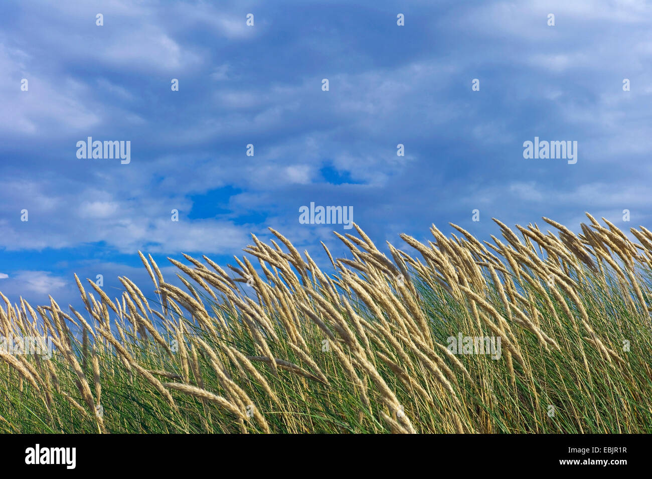 Sea sand reed ammophila arenaria hi-res stock photography and images ...