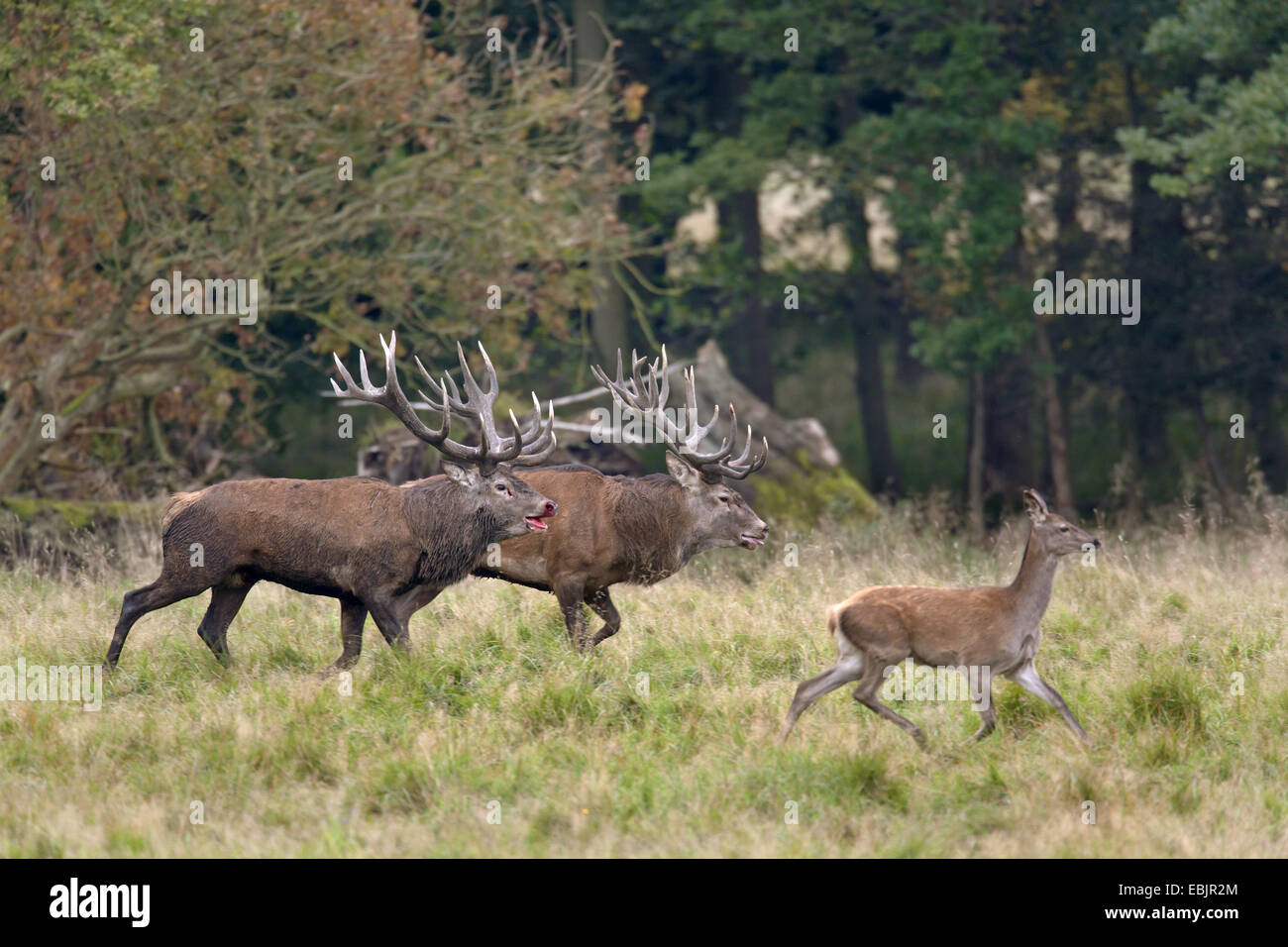 Two stags and a doe hi-res stock photography and images - Alamy