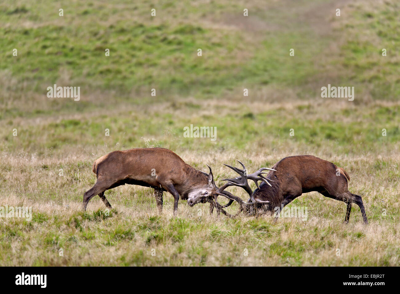 Season two hi-res stock photography and images - Alamy