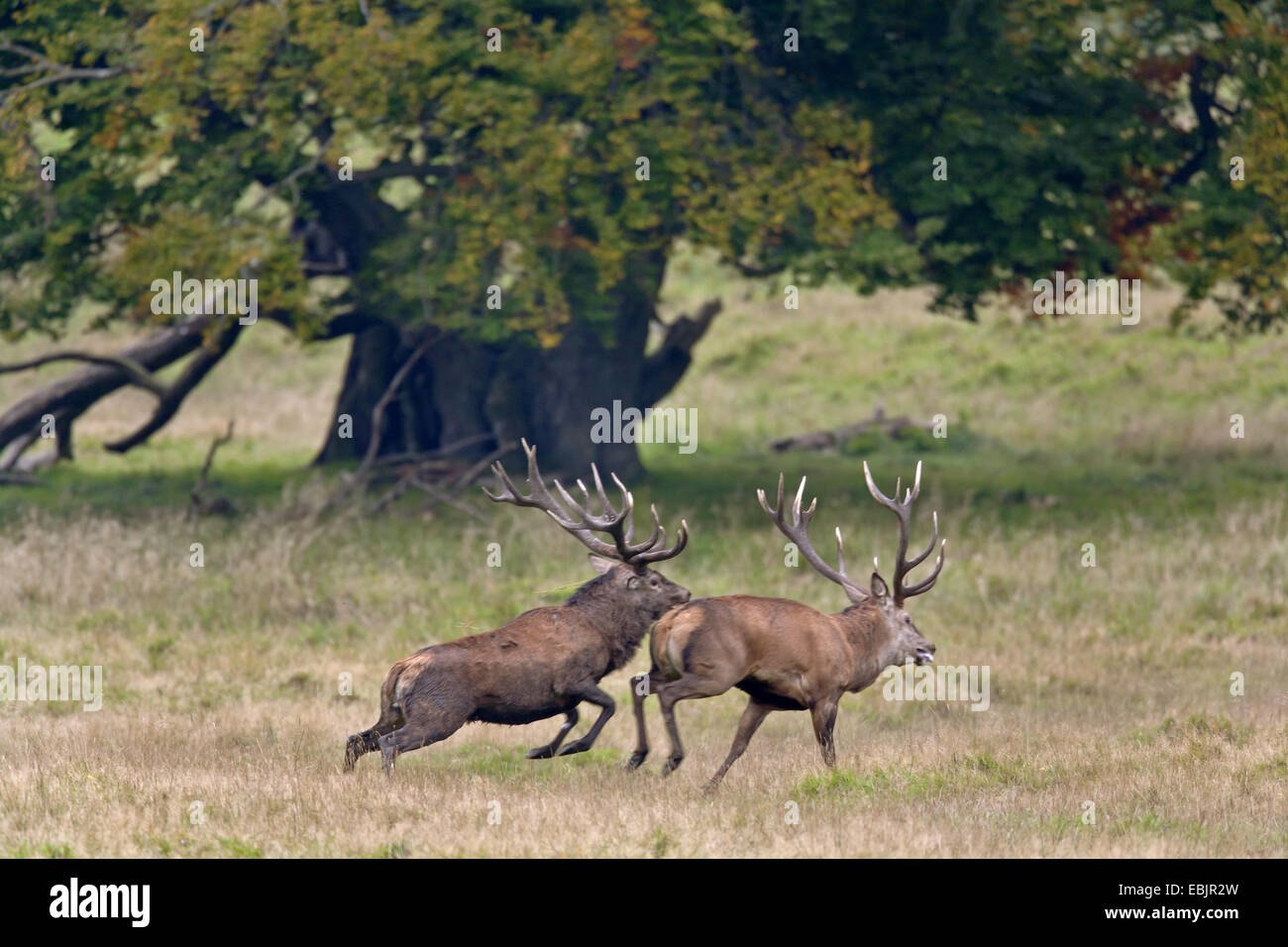 red deer (Cervus elaphus), stag repulse a rival from the rutting ground ...