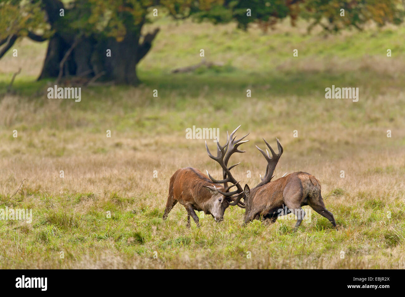Two stags rutting hi-res stock photography and images - Alamy
