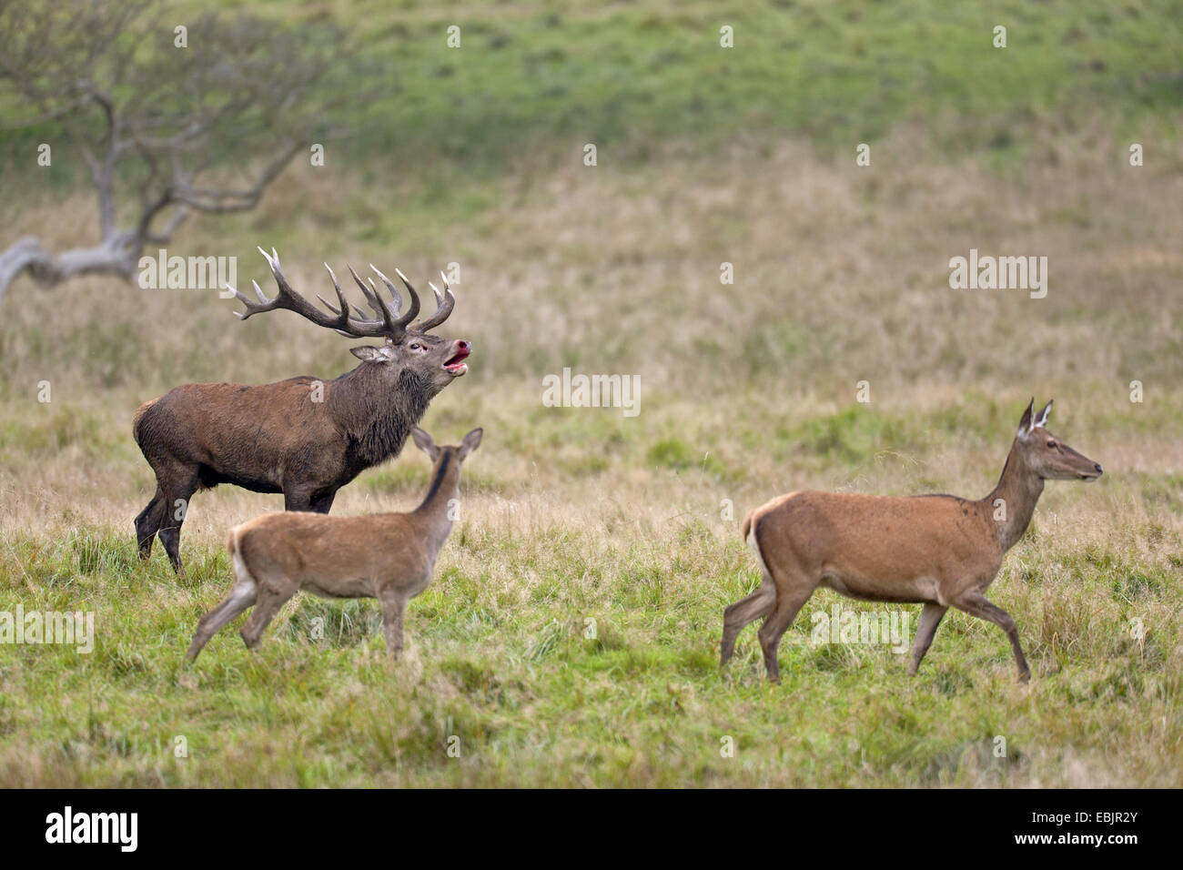 Juvenile red deer stag hi-res stock photography and images - Alamy