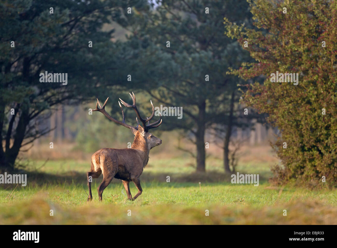 red deer (Cervus elaphus), stag running in a meadow at a forest edge ...