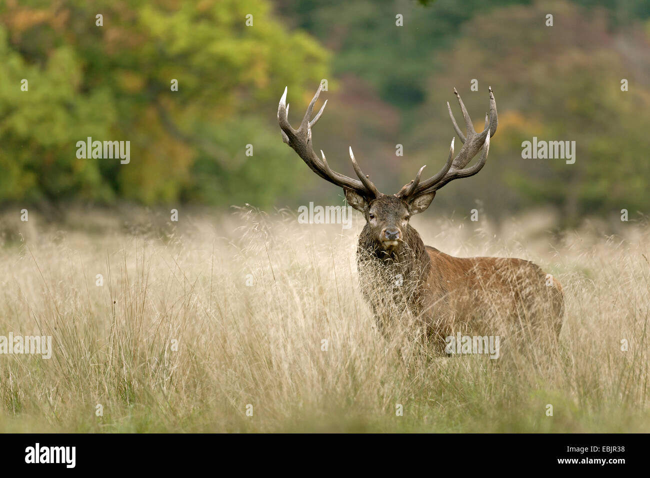 red deer (Cervus elaphus), stag standing in a meadow at a forest edge ...