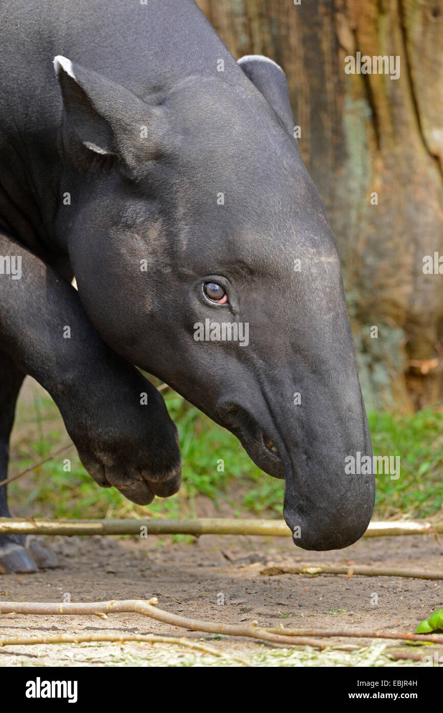 Asiatic tapir, Malayan tapir (Tapirus indicus), portrait Stock Photo ...
