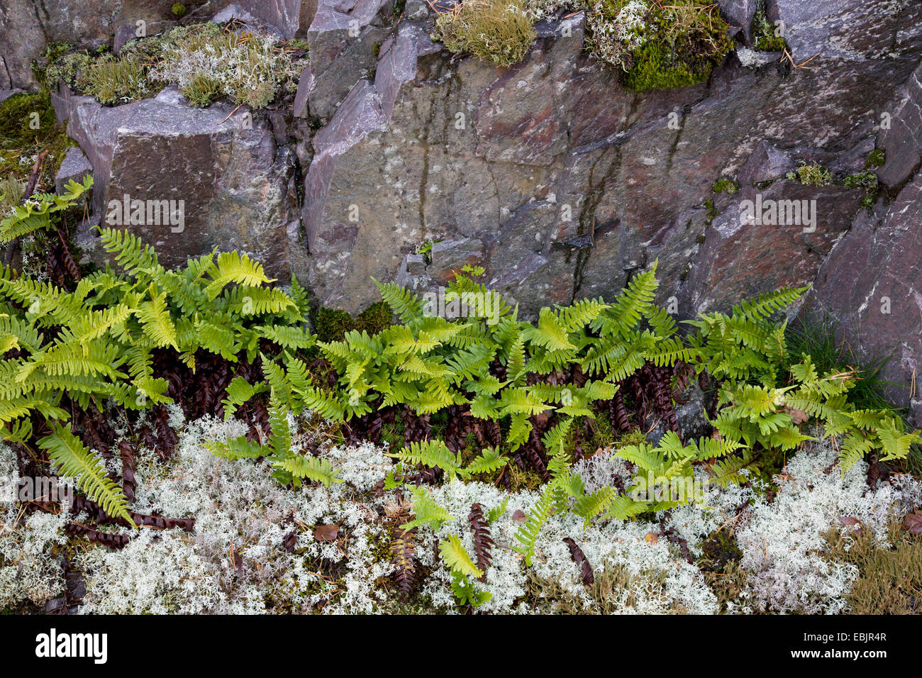 common polypody (Polypodium vulgare), with Reindeer Lichen on a rock ...