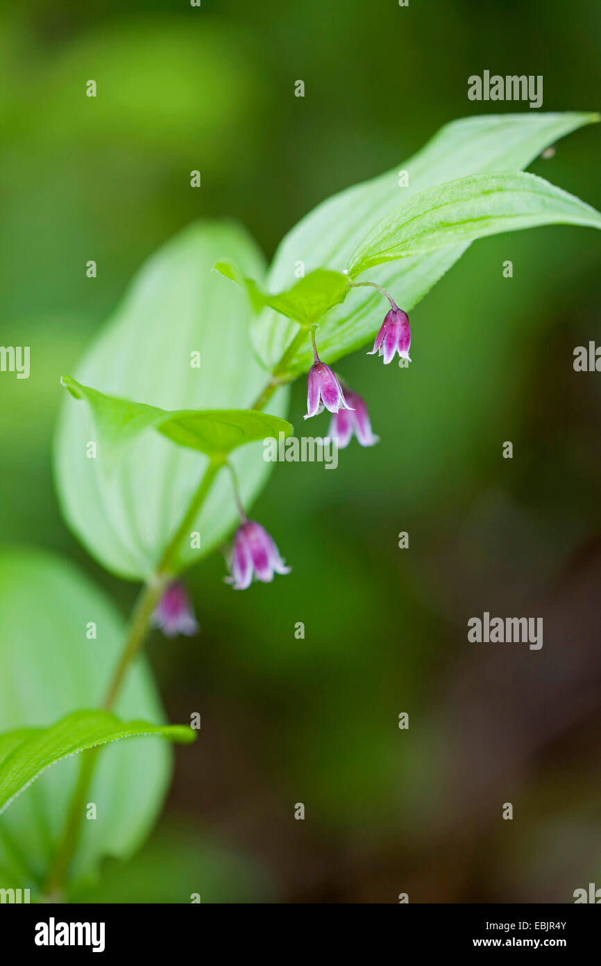 Streptopus hi-res stock photography and images - Alamy