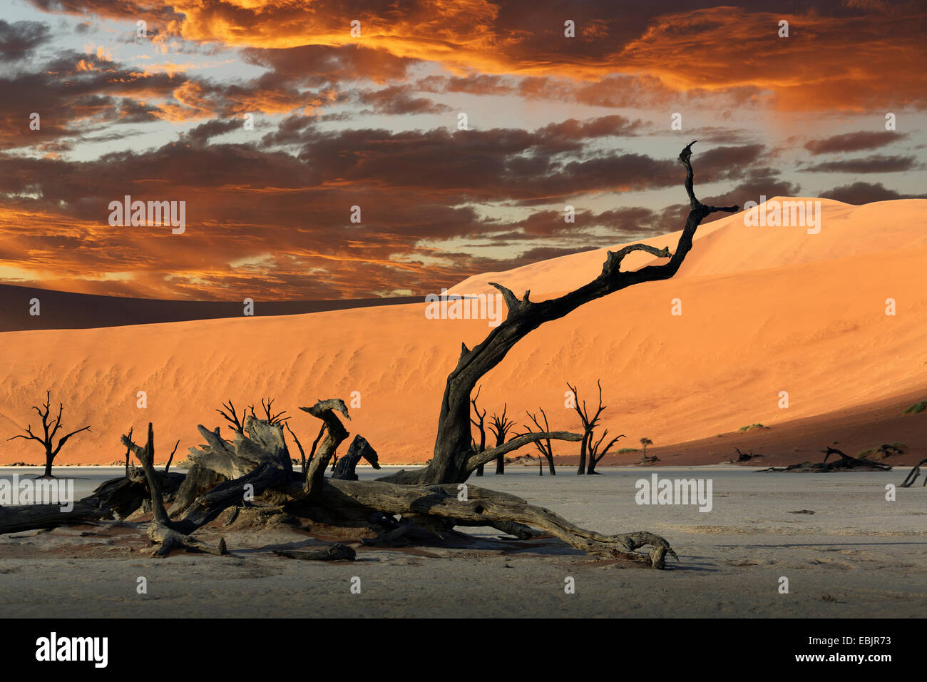 Fallen dead tree and sand dunes, Deaddvlei, Sossusvlei National Park ...