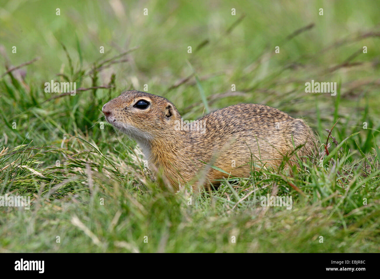 European ground squirrel, European suslik, European souslik (Citellus ...