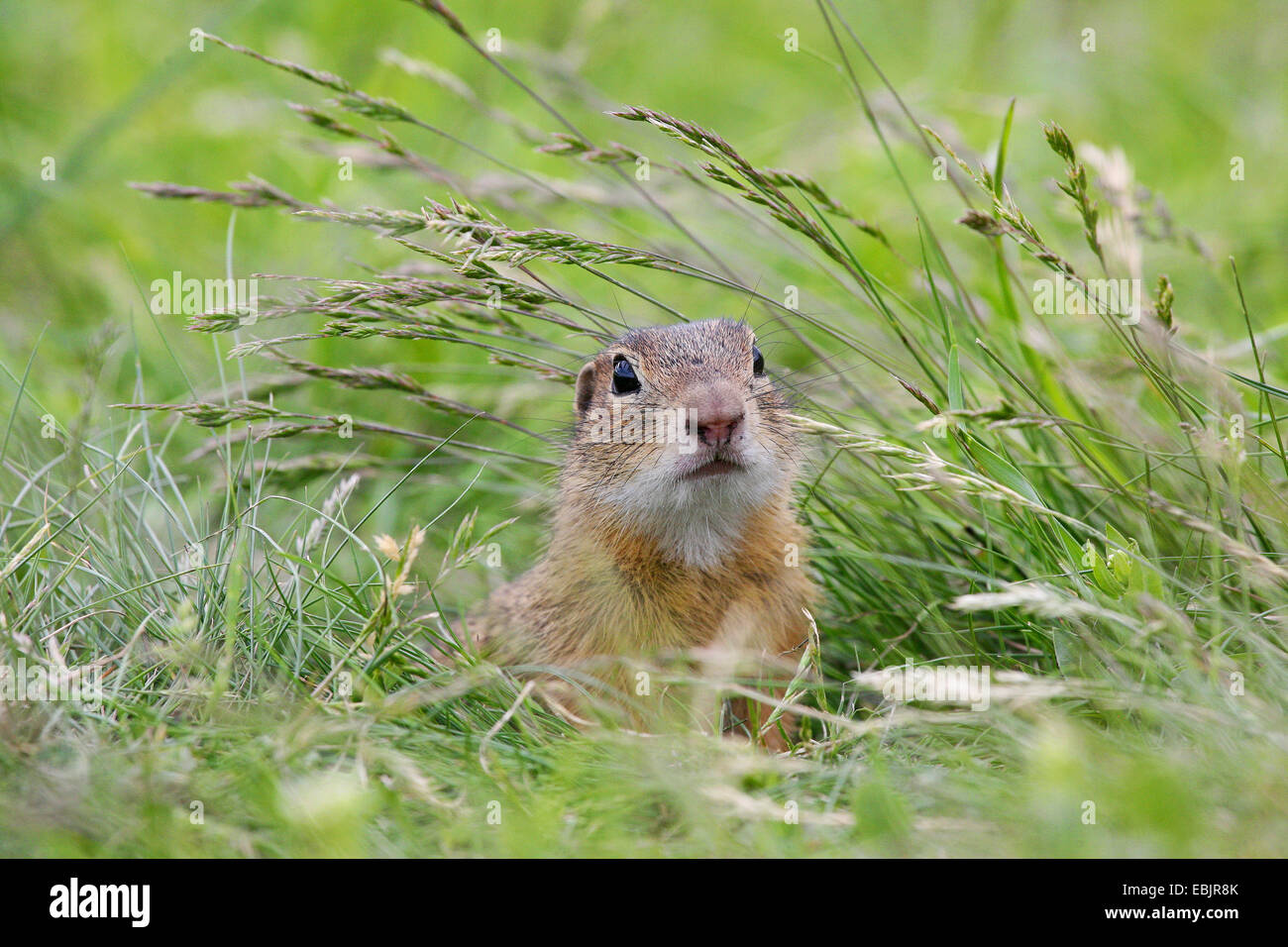 European ground squirrel, European suslik, European souslik (Citellus ...