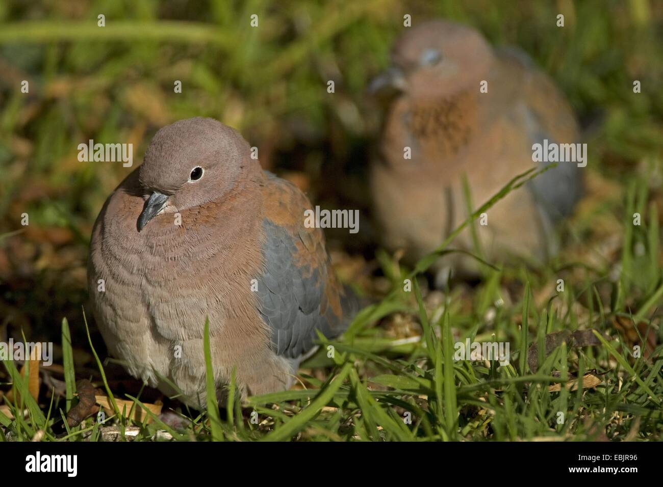 laughing dove (Streptopelia senegalensis), sitting in gras, South ...
