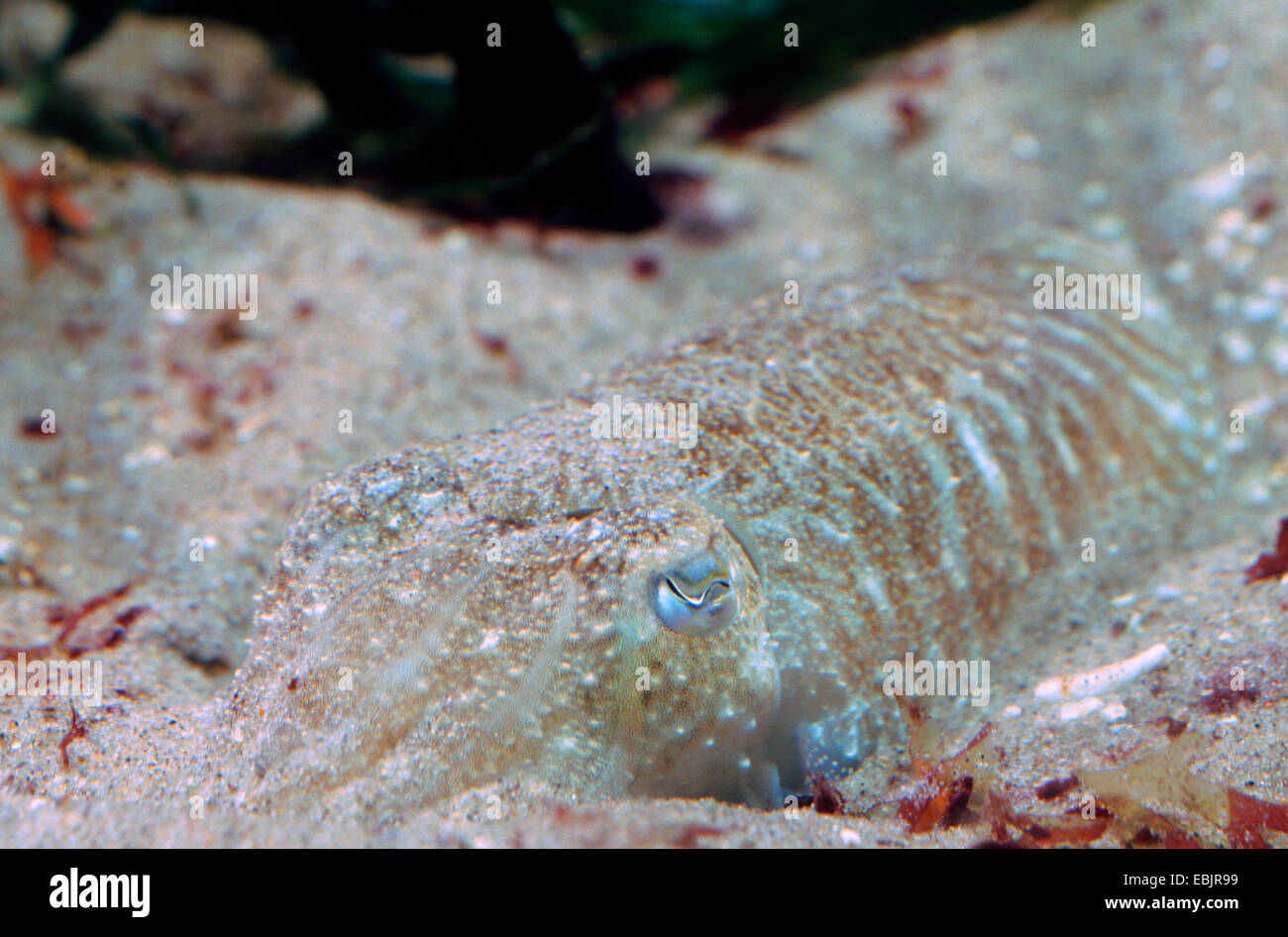 common cuttlefish (Sepia officinalis), well camouflaged on the seabed ...