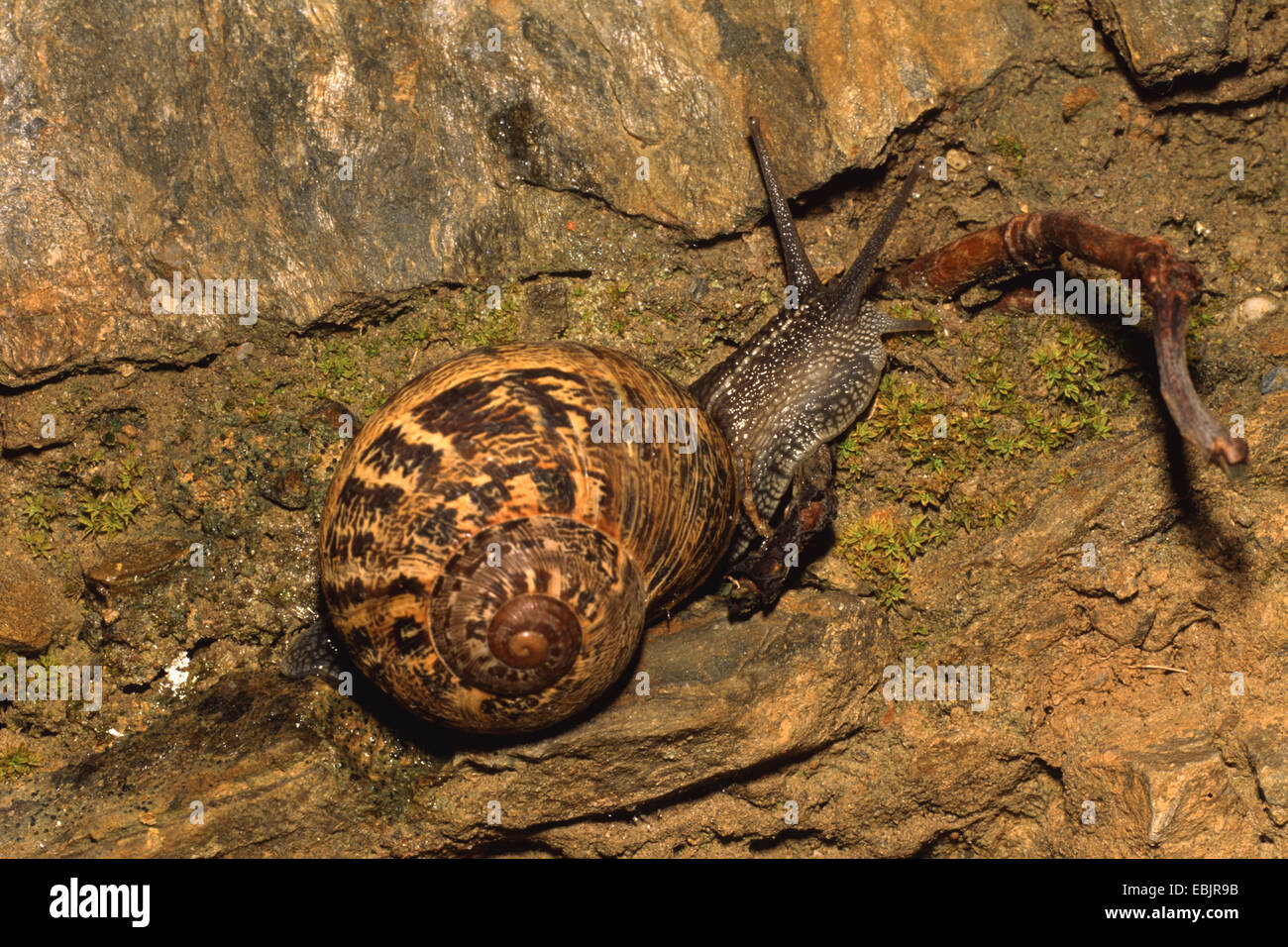 Gardensnail hi-res stock photography and images - Alamy