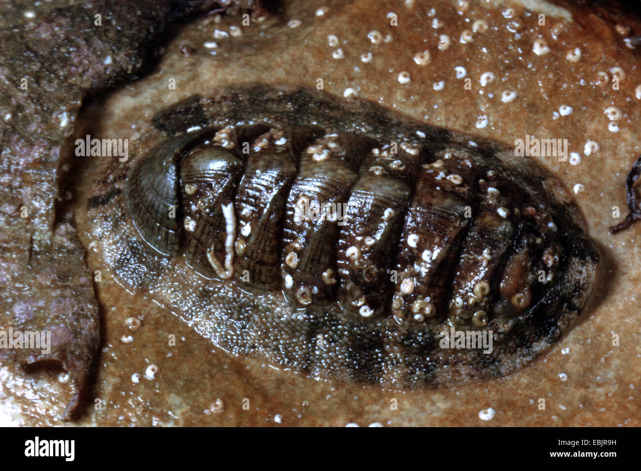 variable chiton, Mediterranean chiton (Chiton olivaceus (Polyplacophora ...