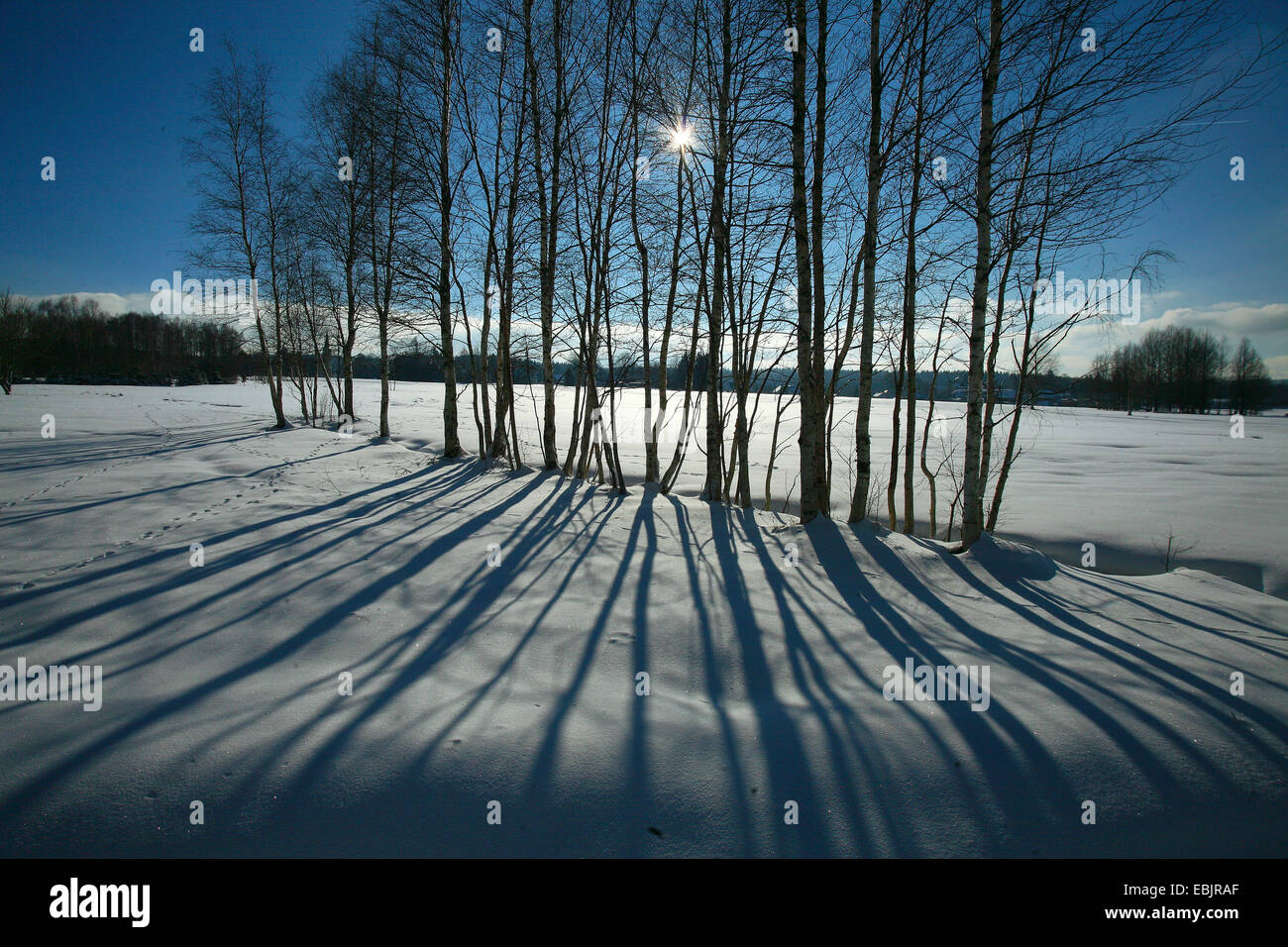 Landscape photograph of birch trees hi-res stock photography and images ...