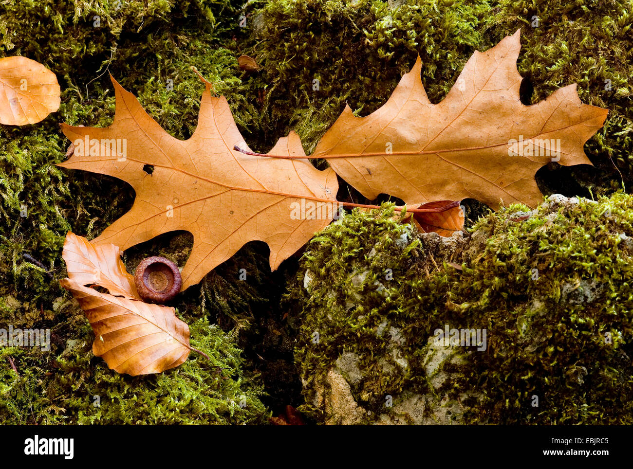 Quercus oak beech fall forest hi-res stock photography and images - Alamy