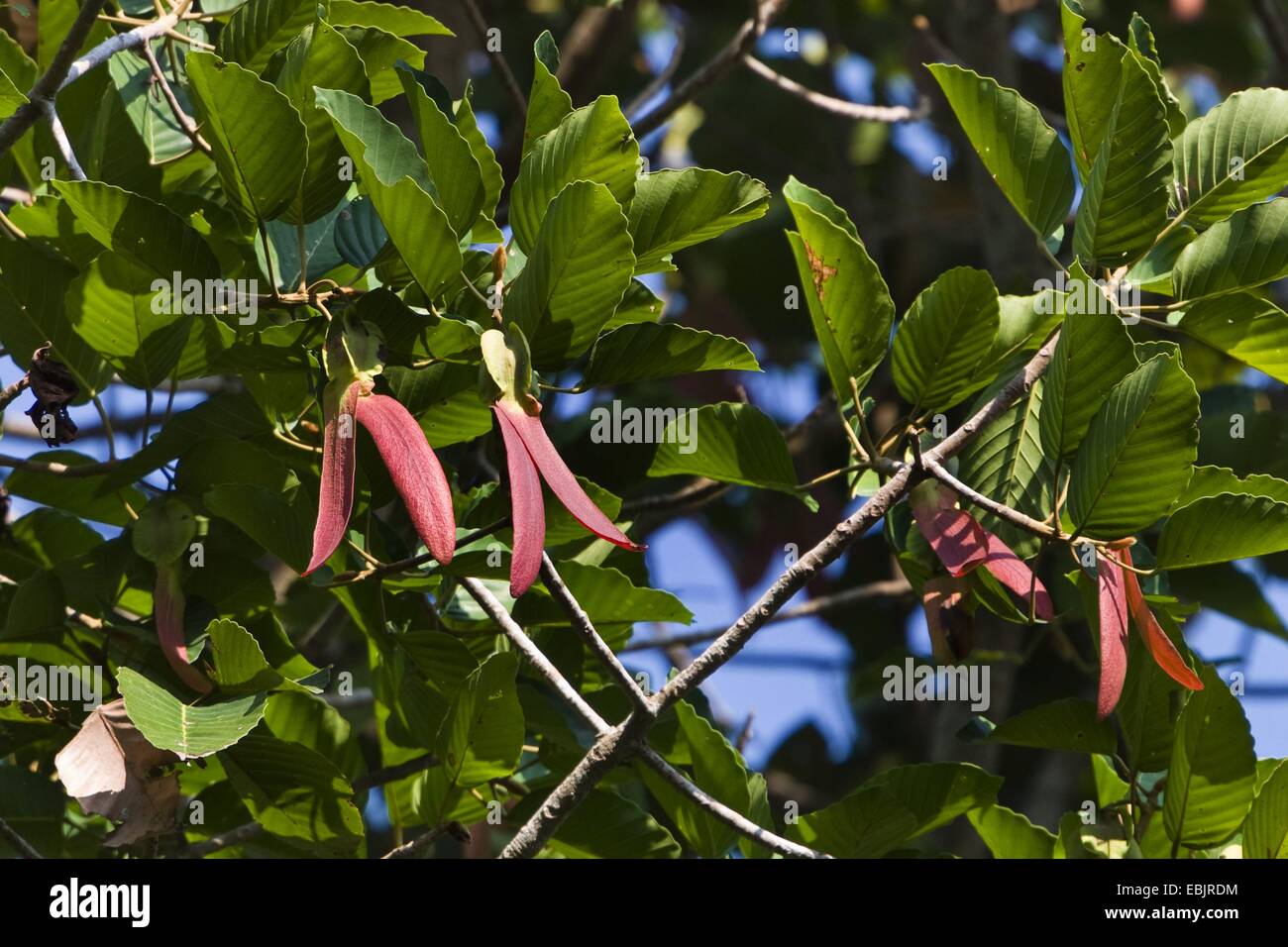 Flying seeds hi-res stock photography and images - Alamy