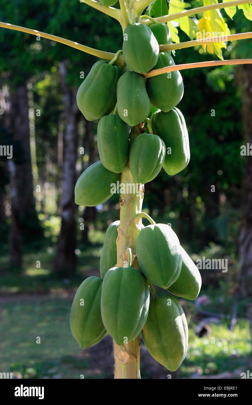 Mamao High Resolution Stock Photography and Images - Alamy