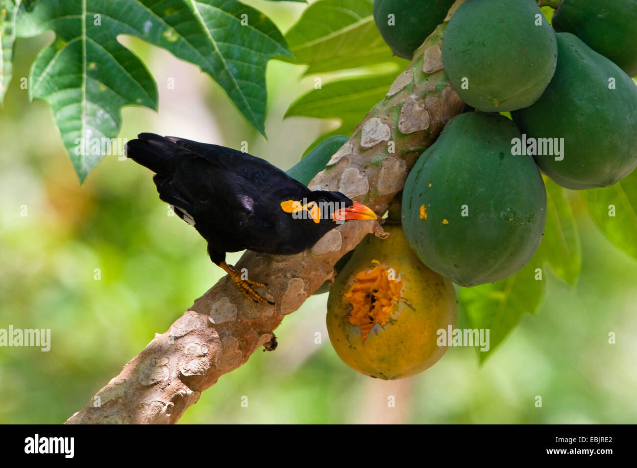southern grackle (Gracula religiosa), feeding on papaya, India, Andaman ...