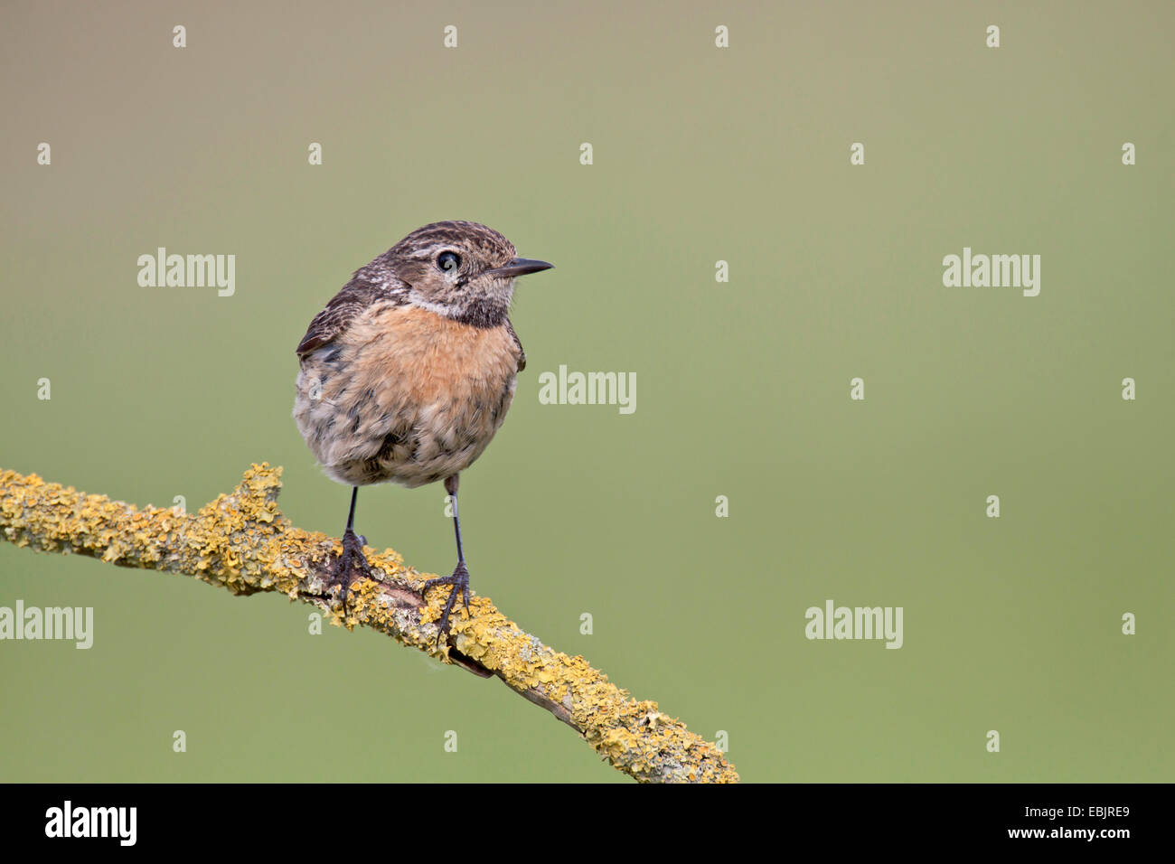 Juvenile Stonechat High Resolution Stock Photography and Images - Alamy