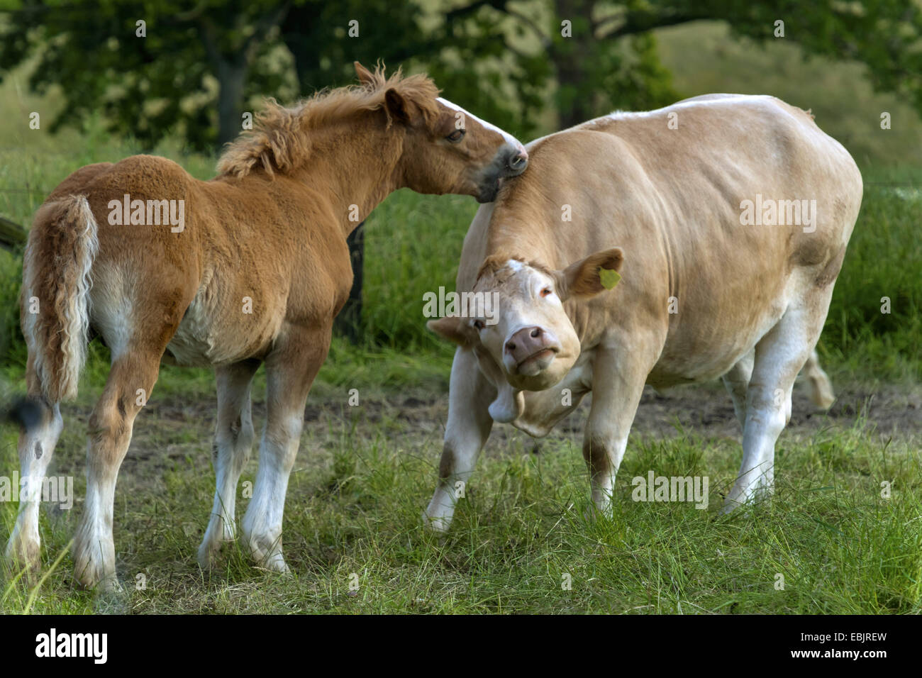 coldblood foal biting a cattle in the neck, Germany, North Rhine ...