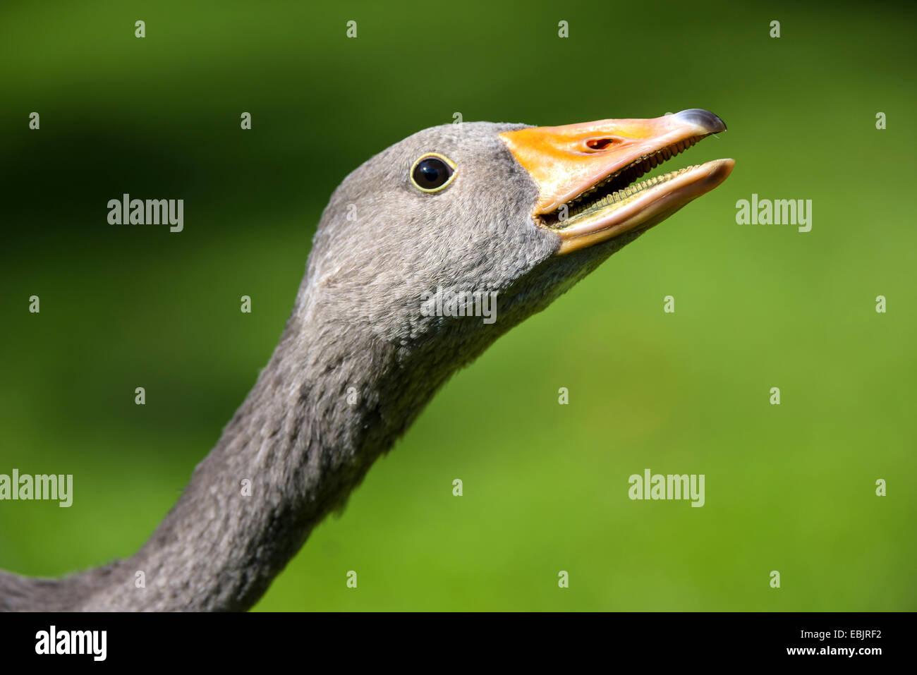 lesser white-fronted goose (Anser erythropus), portrait, side view ...