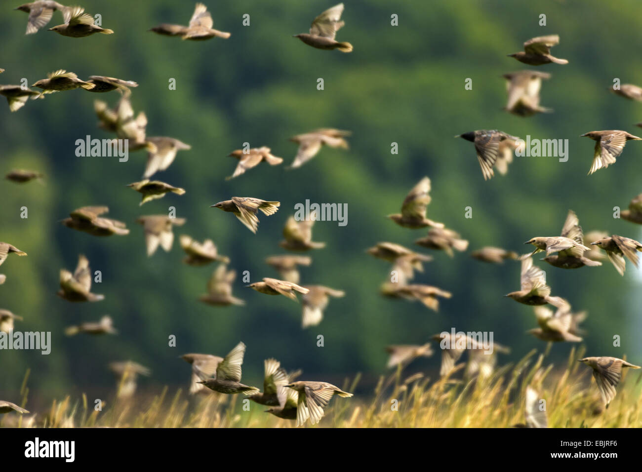 Flying starling hi-res stock photography and images - Alamy