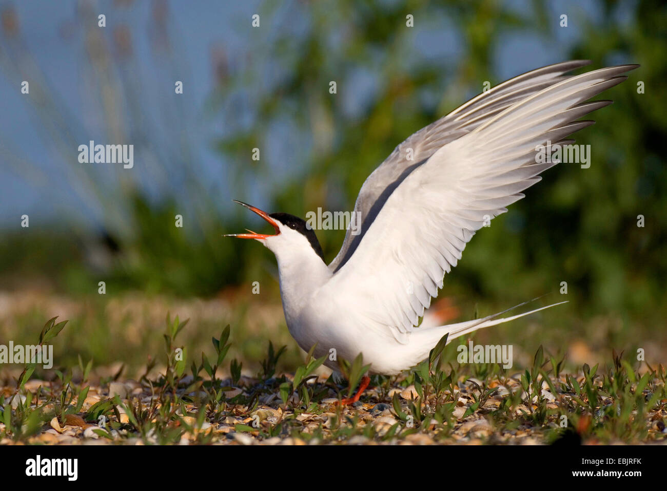 Mating mcphoto hi-res stock photography and images - Alamy