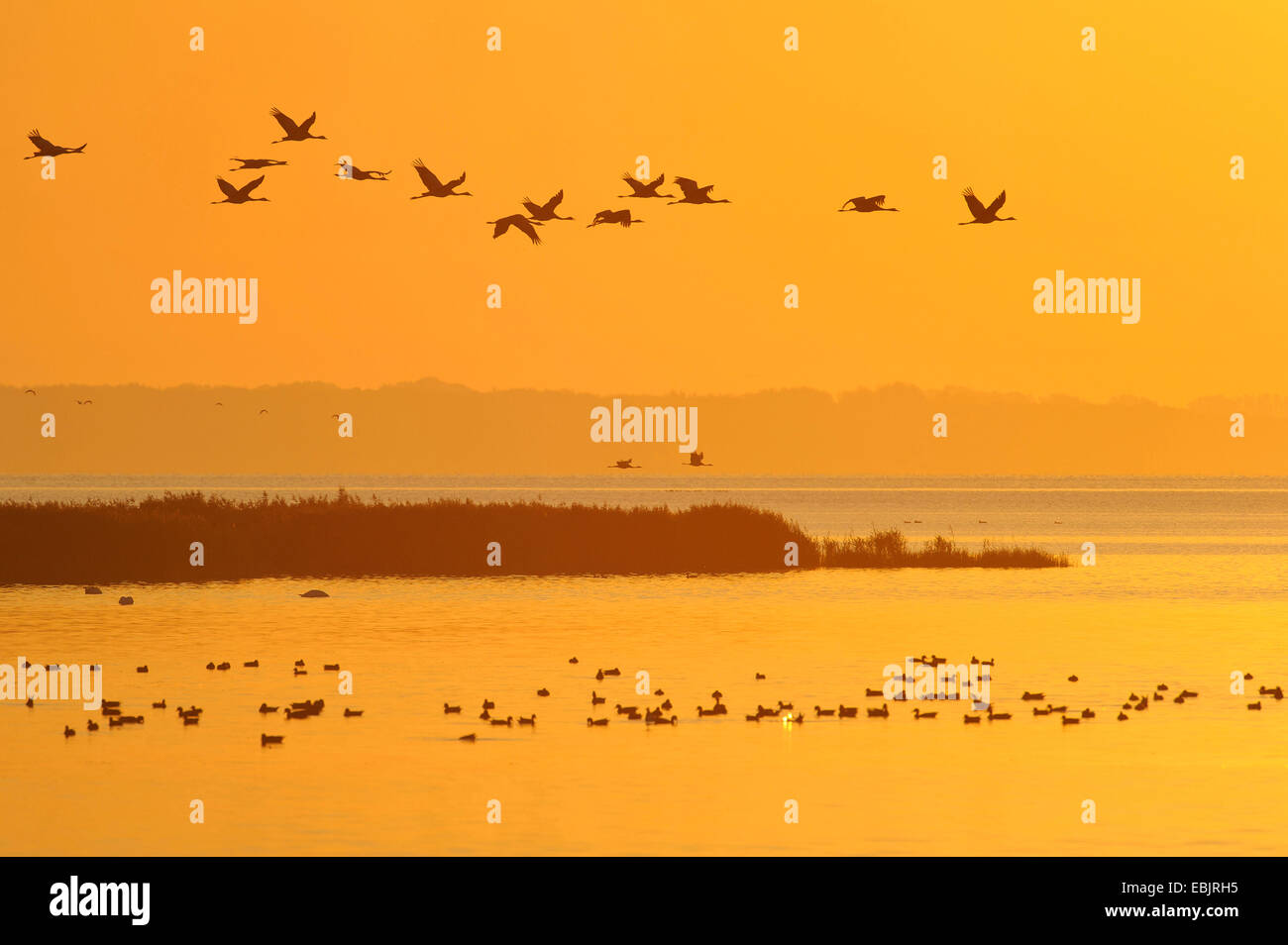 Common crane, Eurasian Crane (Grus grus), migration at sunrise, Germany ...